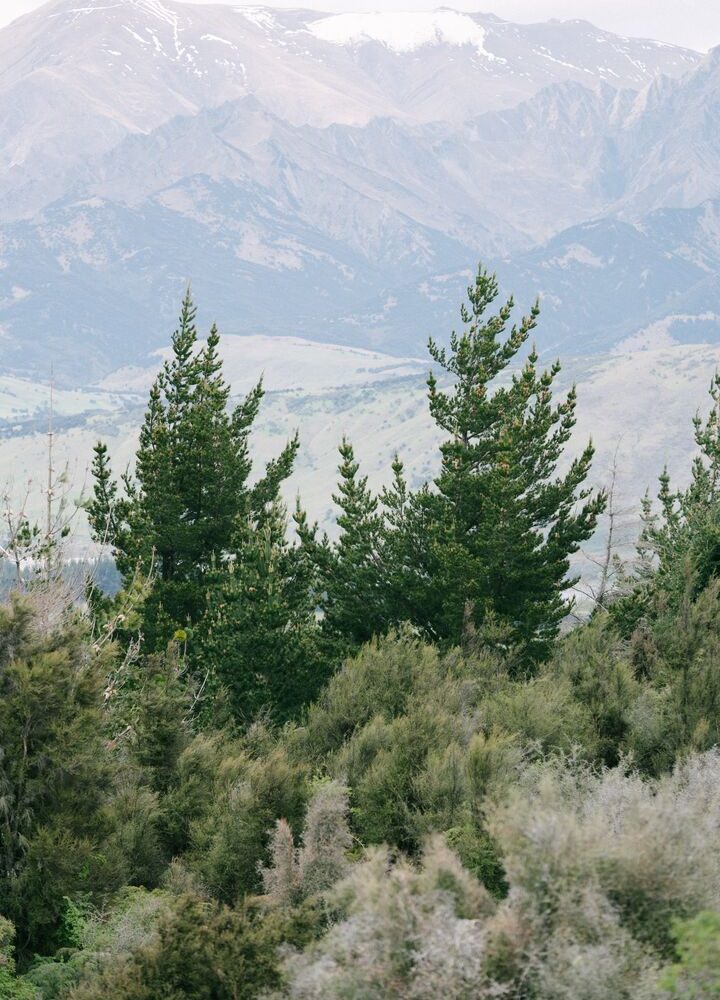 Impact Report: Protecting Wanaka from Wilding Pines