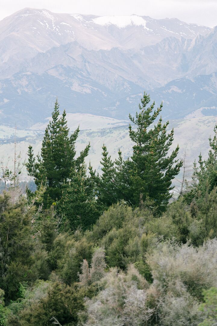 Impact Report: Protecting Wanaka from Wilding Pines